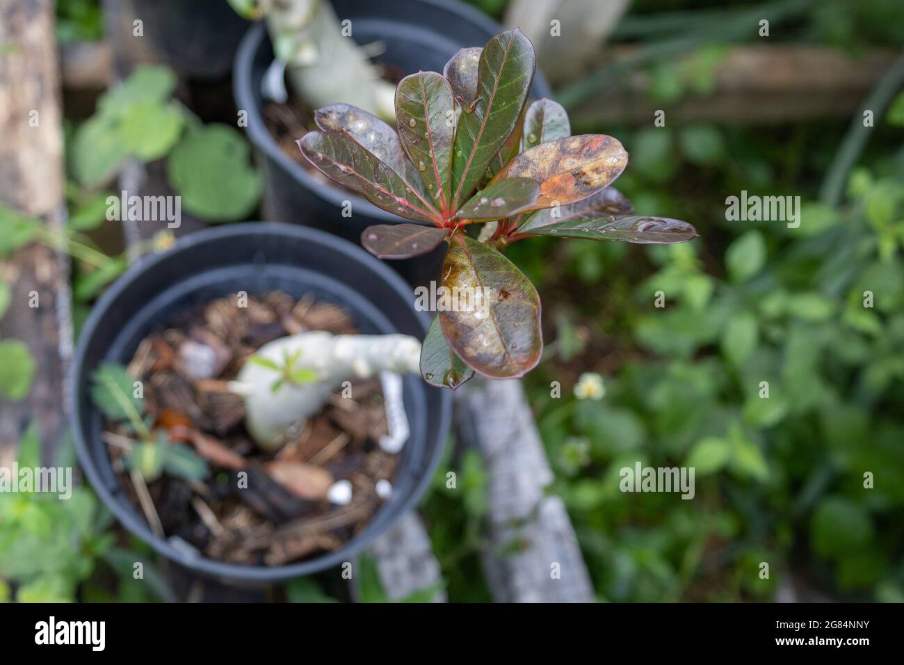 Kamboja flower hi-res stock photography and images - Alamy