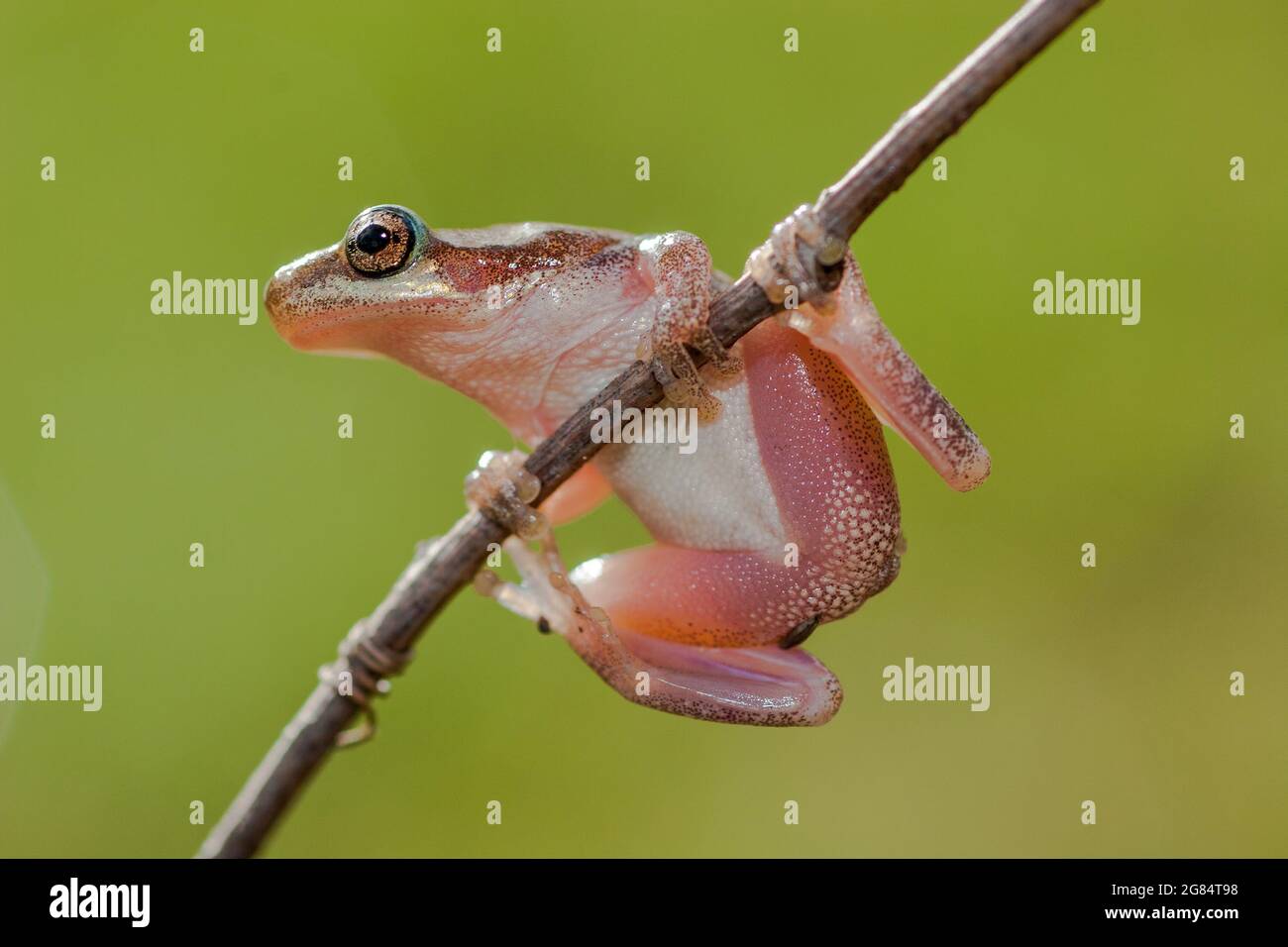 Northern Dwarf Tree Frog on tree branch Stock Photo - Alamy