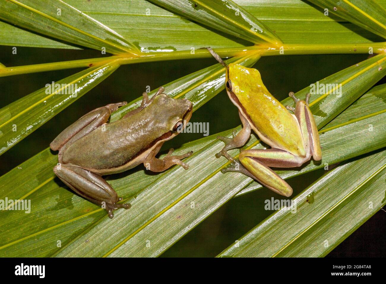 Northren Dwarf Tree Frogs on palm leaf Stock Photo - Alamy