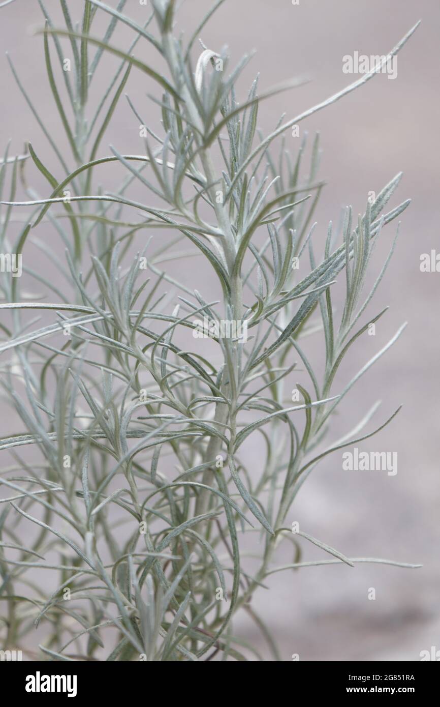 Curry plant hi-res stock photography and images - Alamy