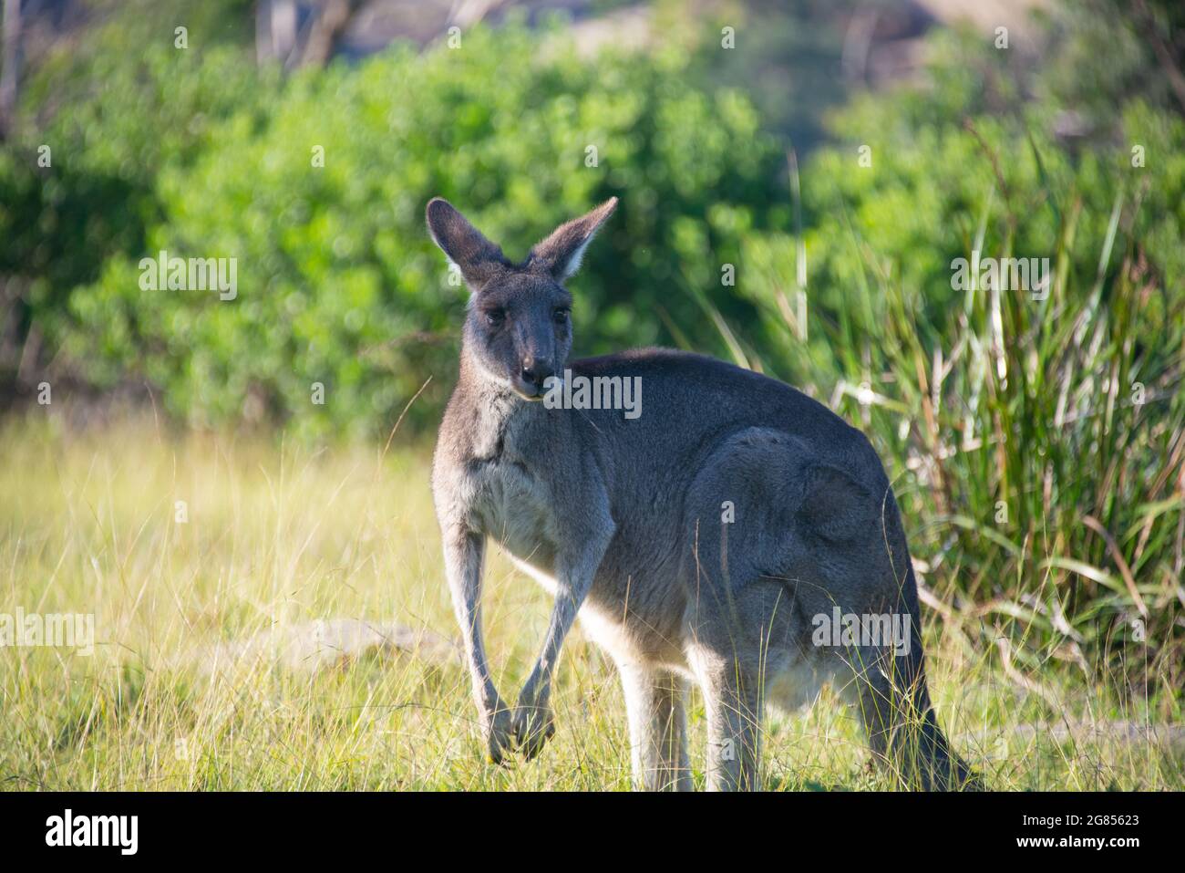 Eastern Grey Kangaroo Stock Photo - Alamy