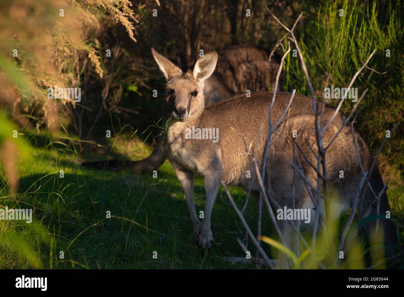 Common kangaroo hi-res stock photography and images - Alamy