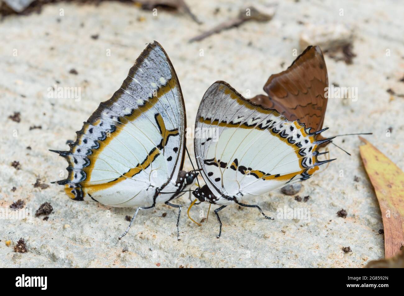 Live tropical butterflies hi-res stock photography and images - Alamy