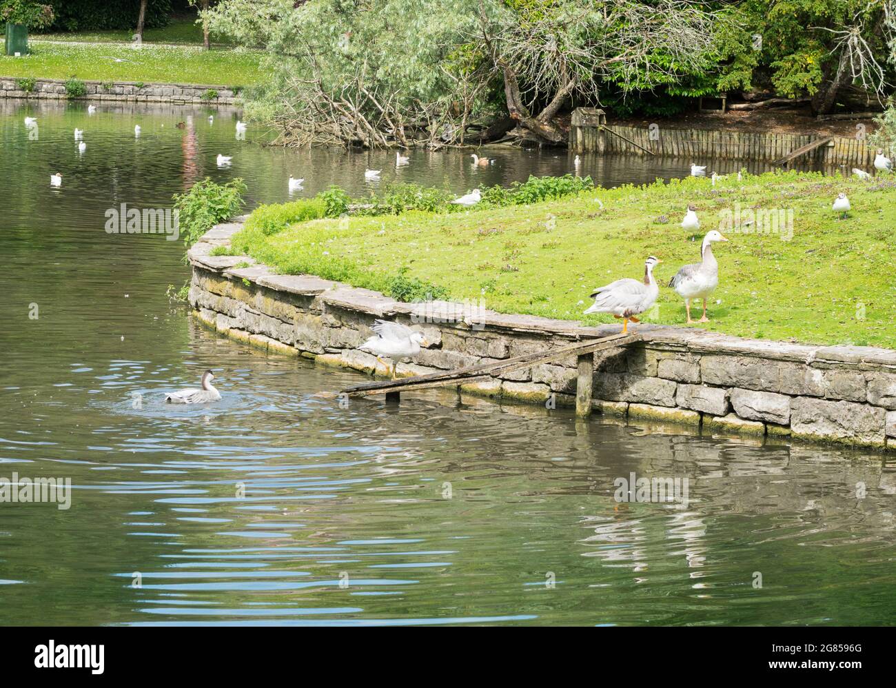 Ducks climbing a ramp hi-res stock photography and images - Alamy