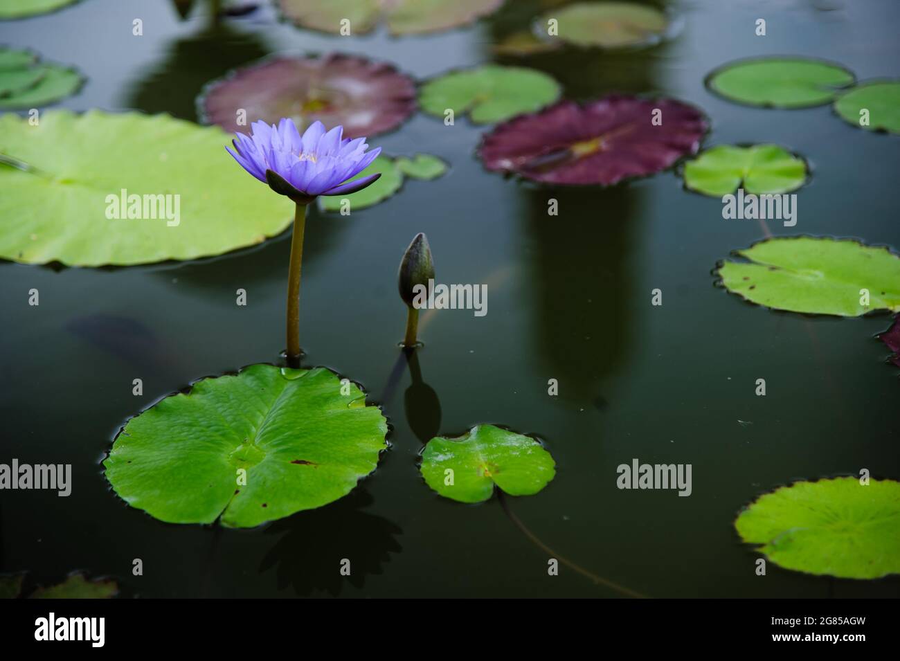 Single lotus bud green leaf hi-res stock photography and images - Alamy