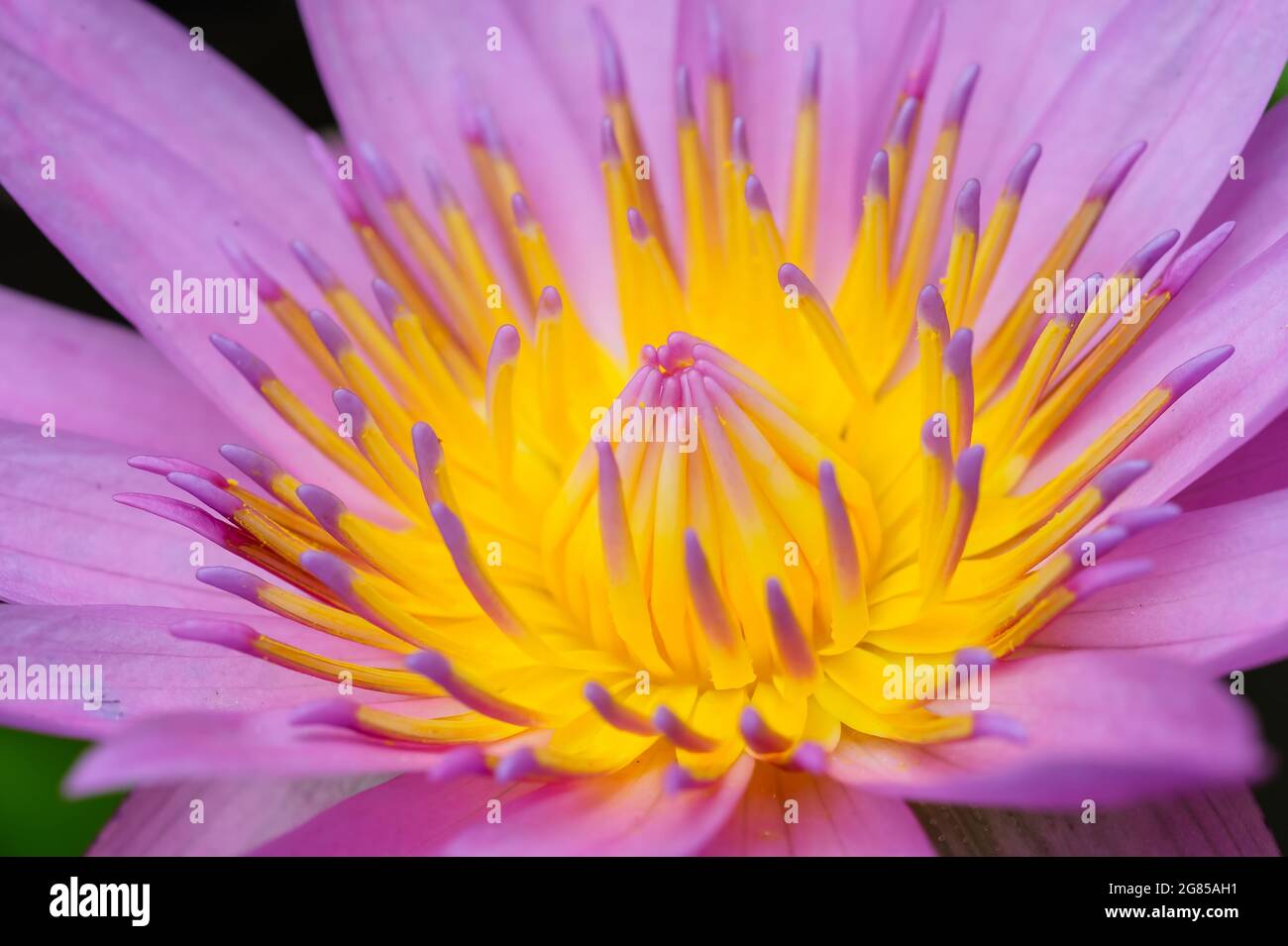 Small yellow water lily hi-res stock photography and images - Alamy