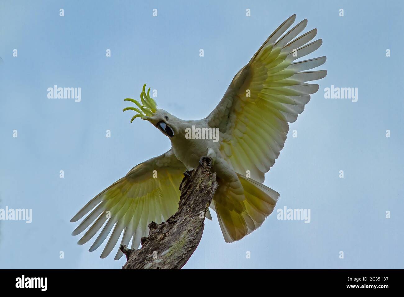 Sulphur-crested Cockatoo with wings spread Stock Photo - Alamy