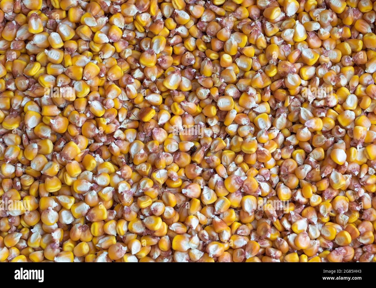 Closeup shot of corn - background and wallpaper Stock Photo - Alamy