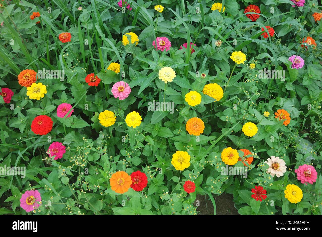Colorful Zinnia Elegans Flower Garden Stock Photo - Alamy