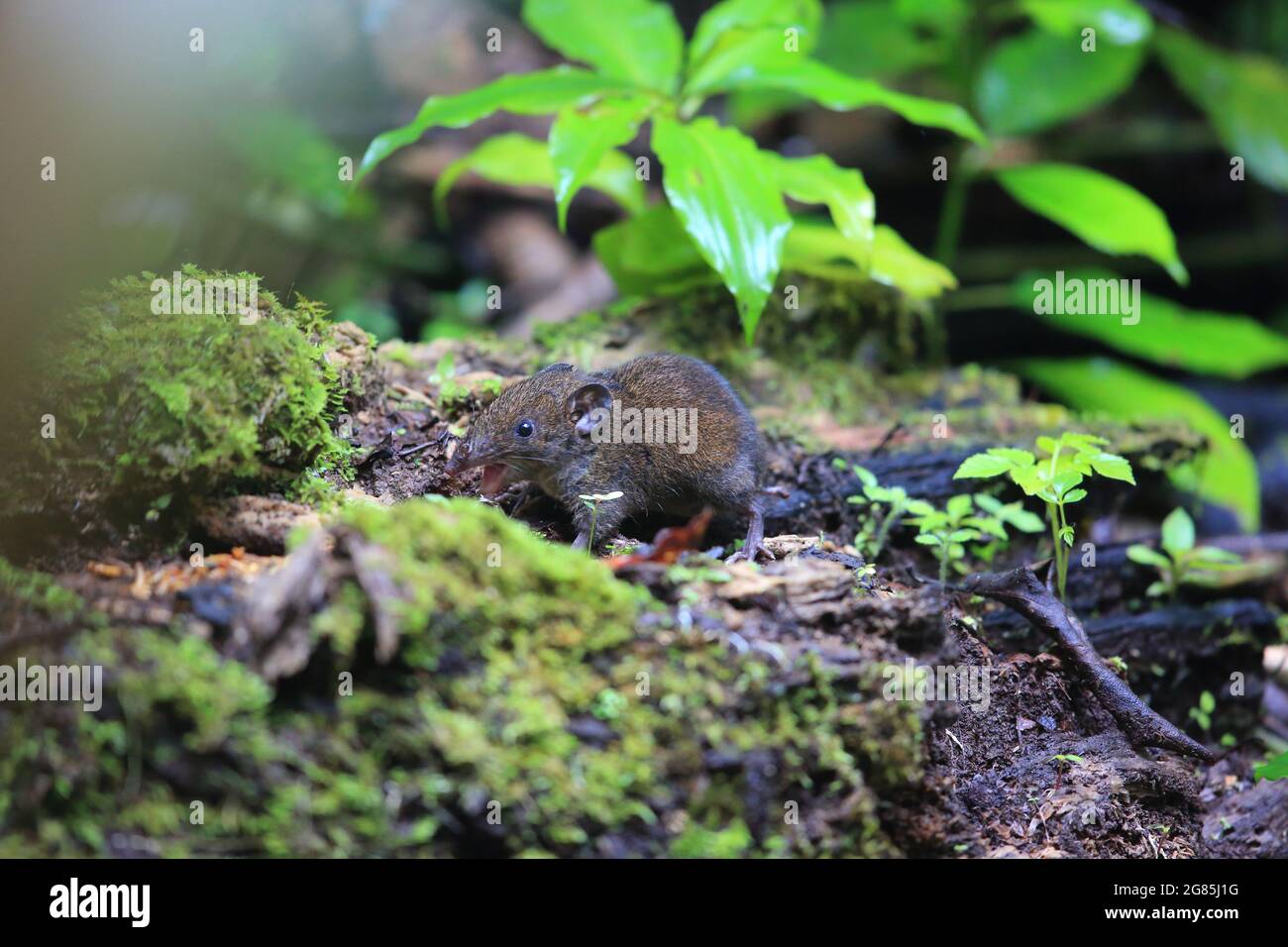 Short-tailed gymnure (Hylomys suillus) in North Sumatra island ...