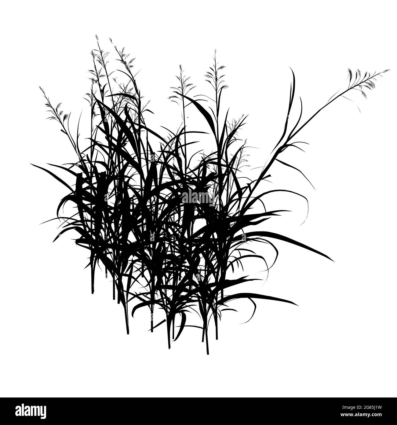 Tall Grass Silhouette Vector