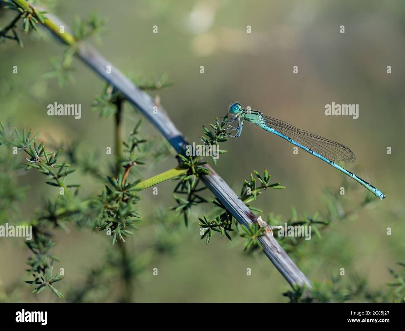 Damselfly in their natural environment Stock Photo - Alamy