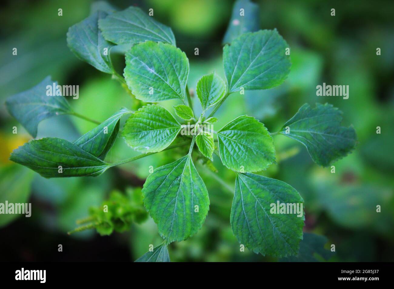 Indian acalypha hi-res stock photography and images - Alamy