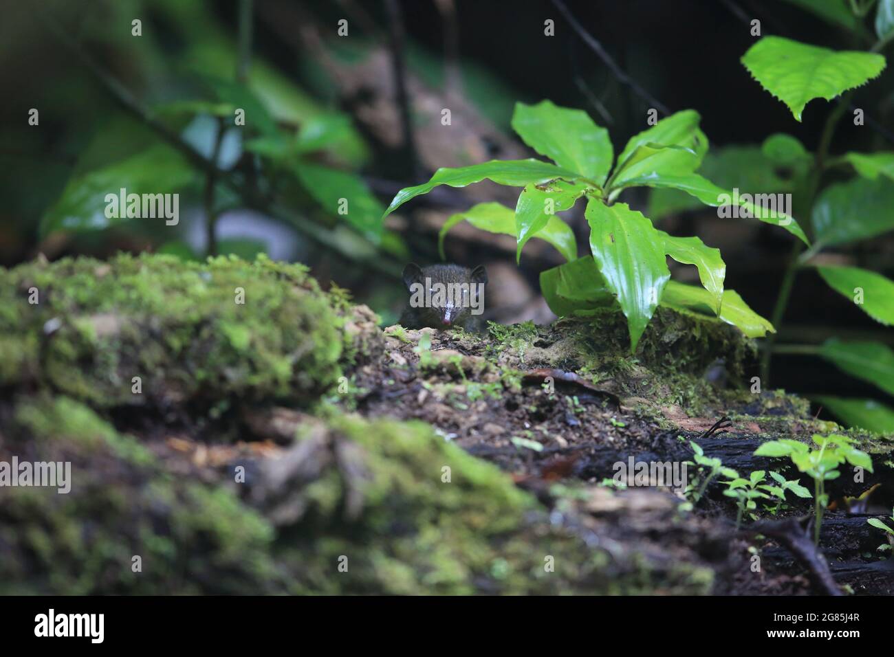 Short-tailed gymnure (Hylomys suillus) in North Sumatra island ...
