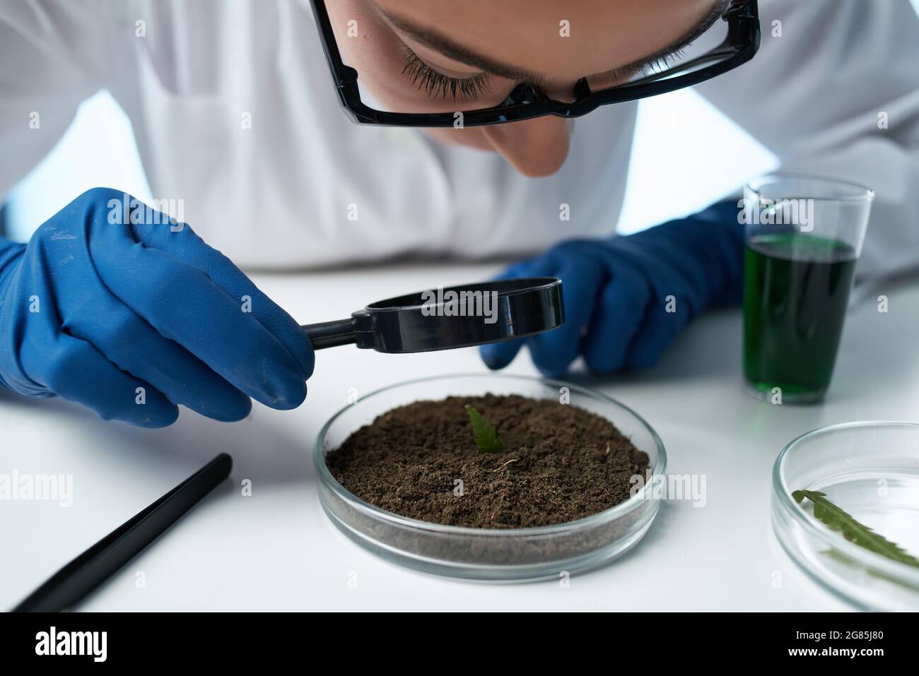 female laboratory assistant looking through a magnifying glass at the ...