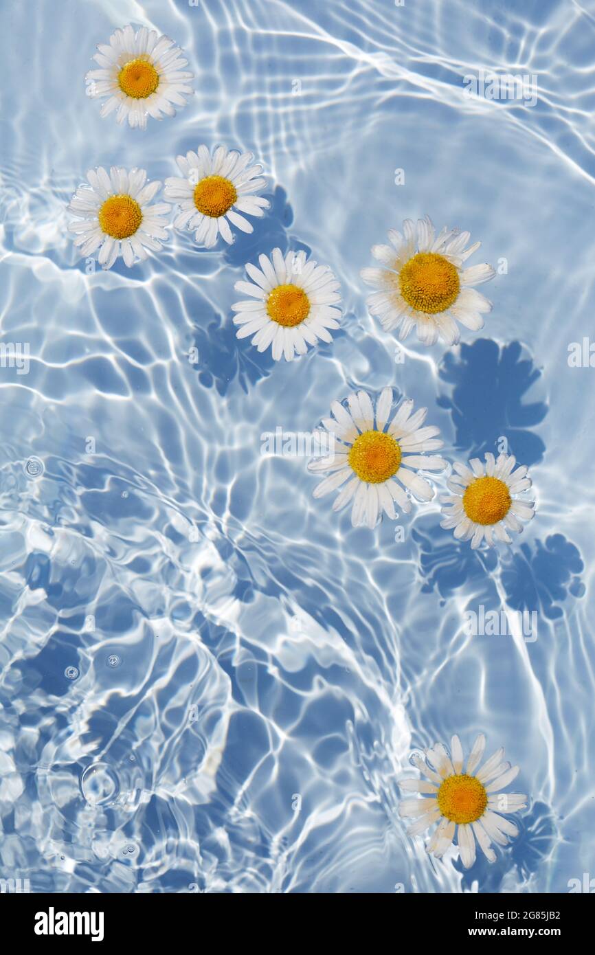 Daisy Flowers floating on Water. Sun and shadows. Minimal nature ...