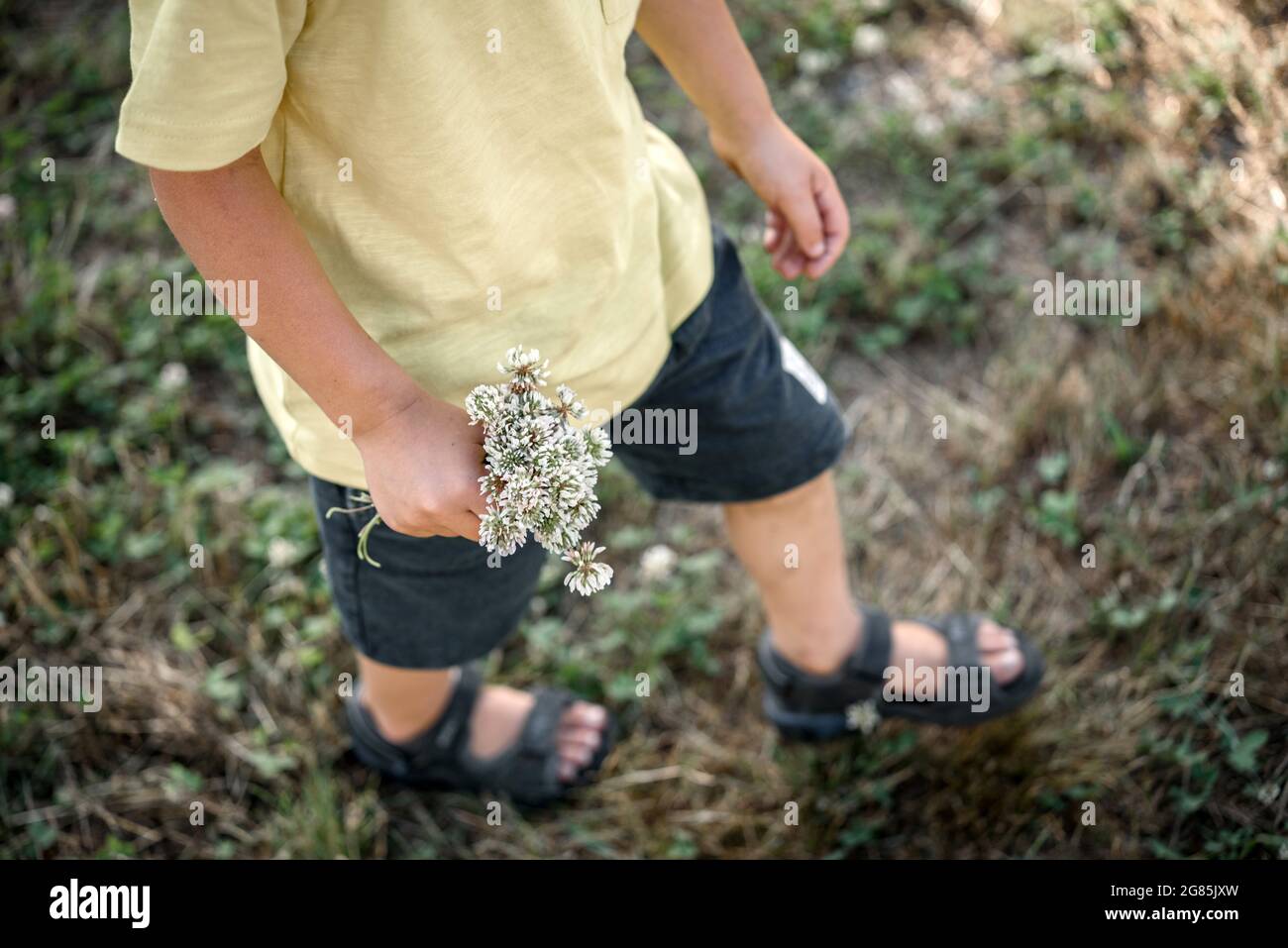 Little boy with a bunch of white clover flowers in his hand walking in ...