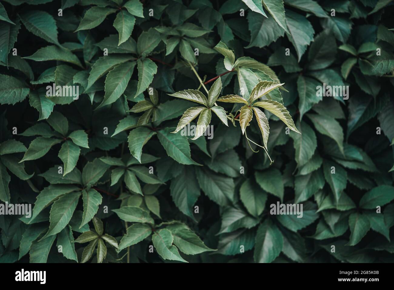 Green leaf texture, leaf texture background. The natural texture of the ...