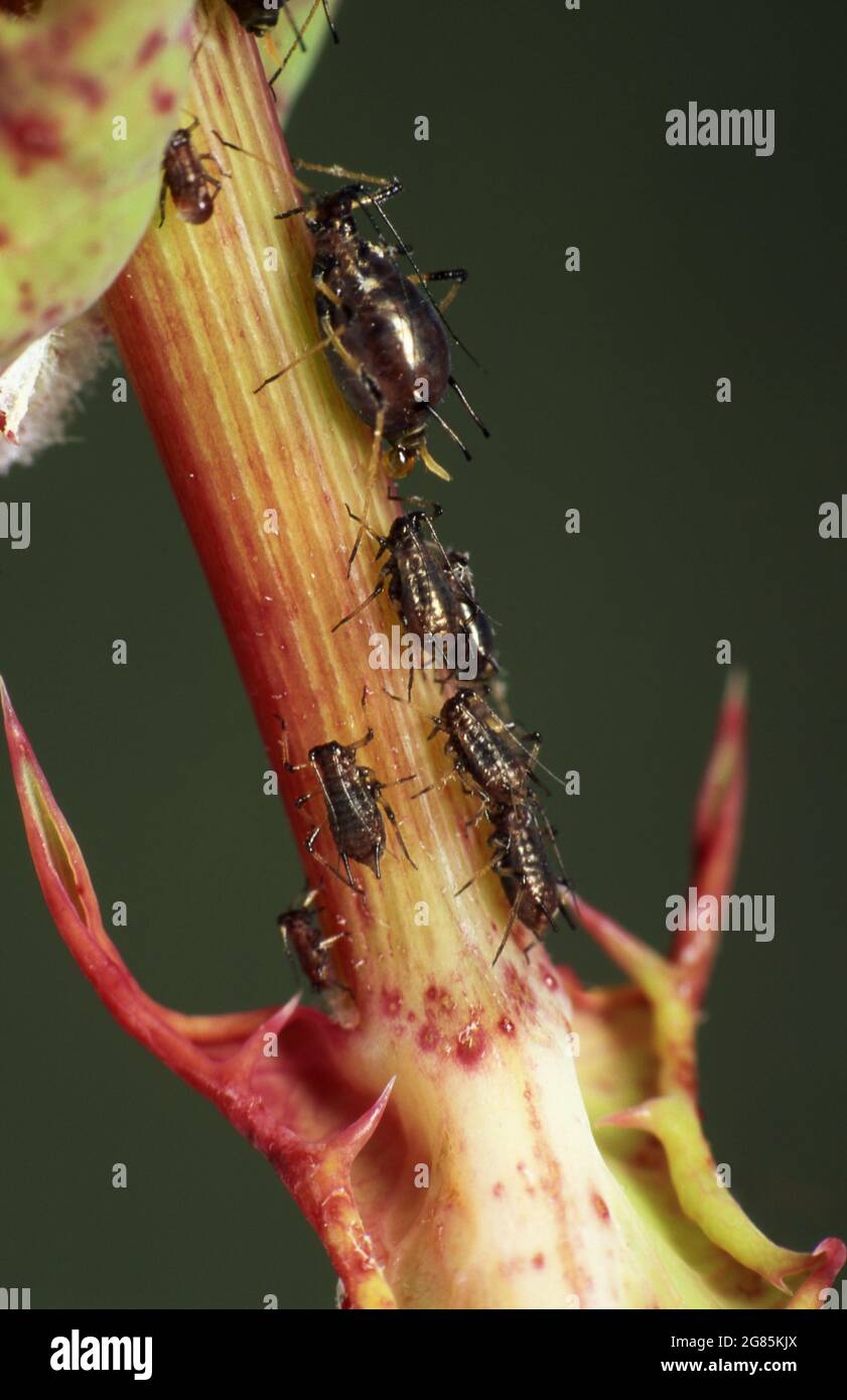 Nymphs plant hi-res stock photography and images - Alamy
