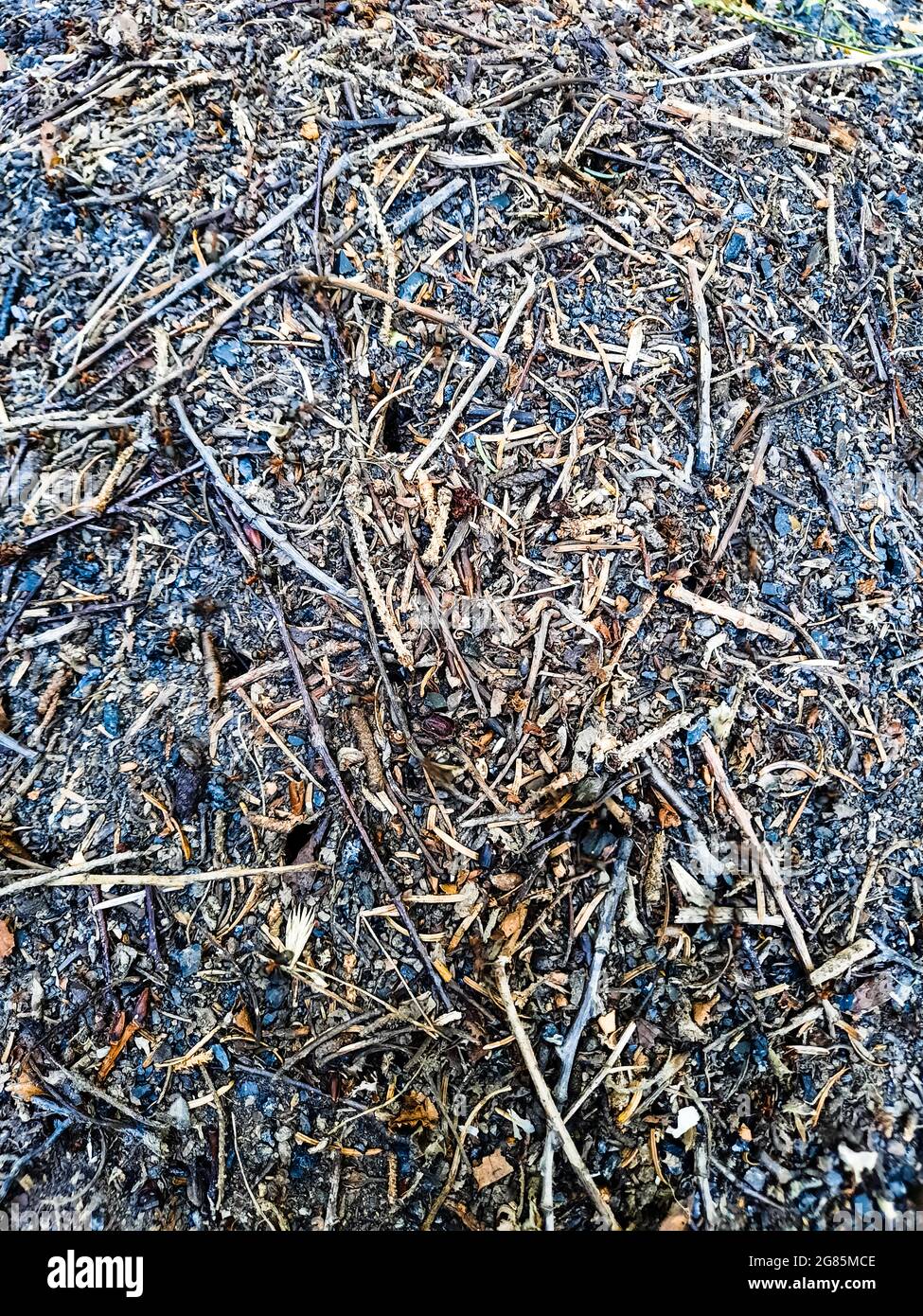Beautiful anthill close up in the forest Stock Photo - Alamy