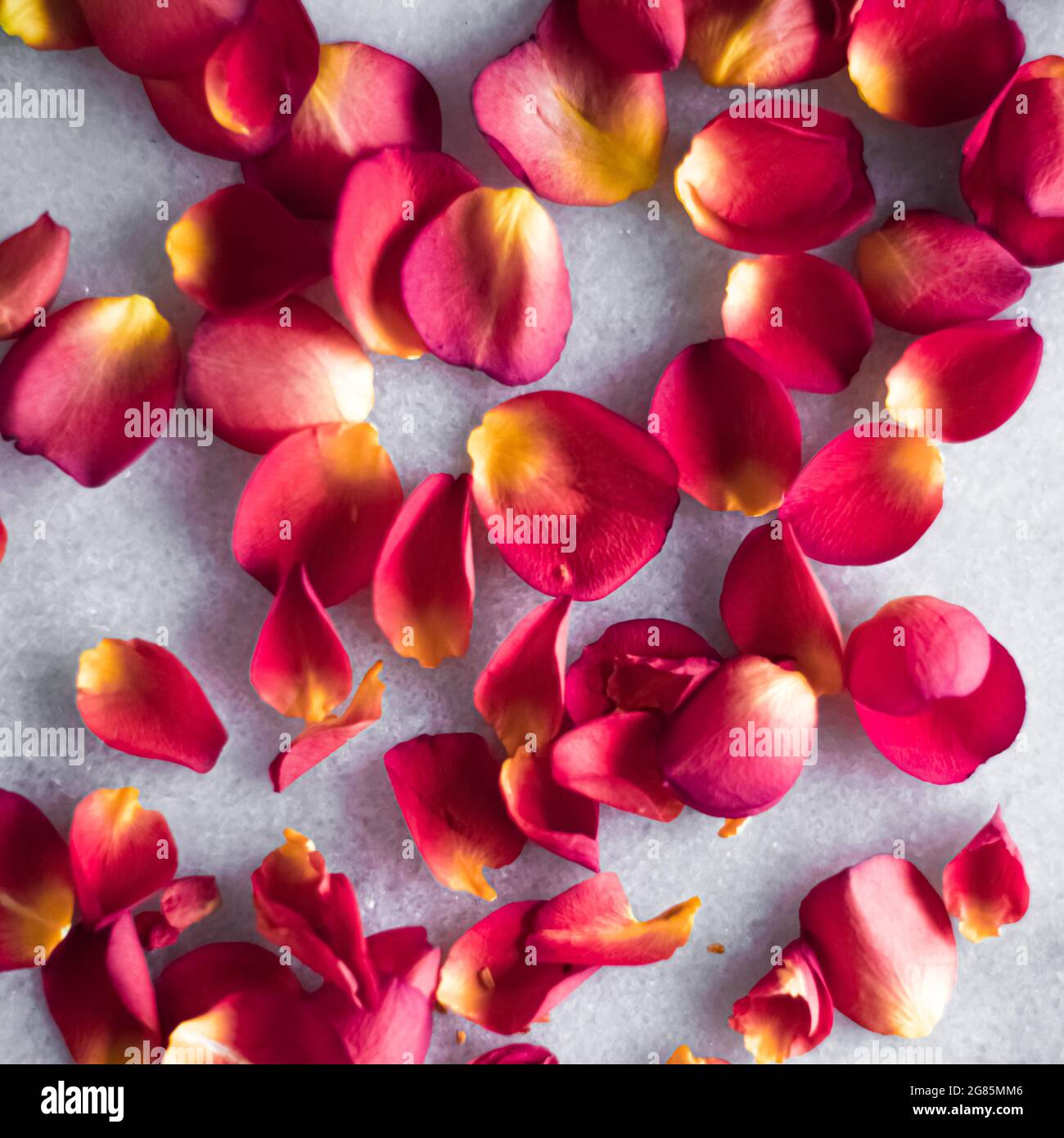 Rose petals on marble background, floral decor and wedding flatlay, holiday greeting card ...