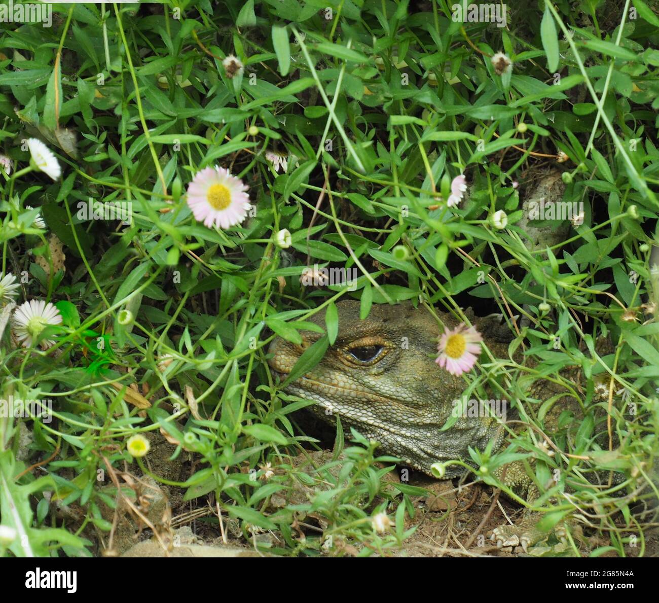 A tuatara lizard is motionless and semi hidden in Zealandia, NZ Stock ...