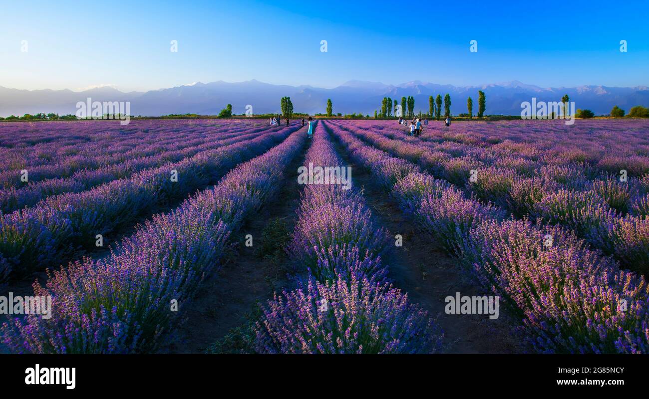 Lavender plantation at sunset in summer Stock Photo - Alamy