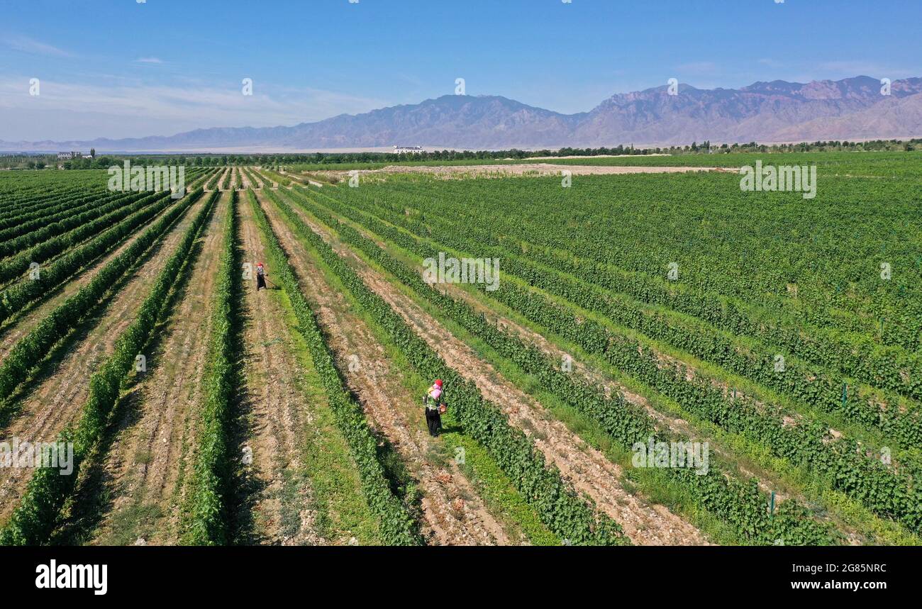 Helan vineyard hi-res stock photography and images - Alamy