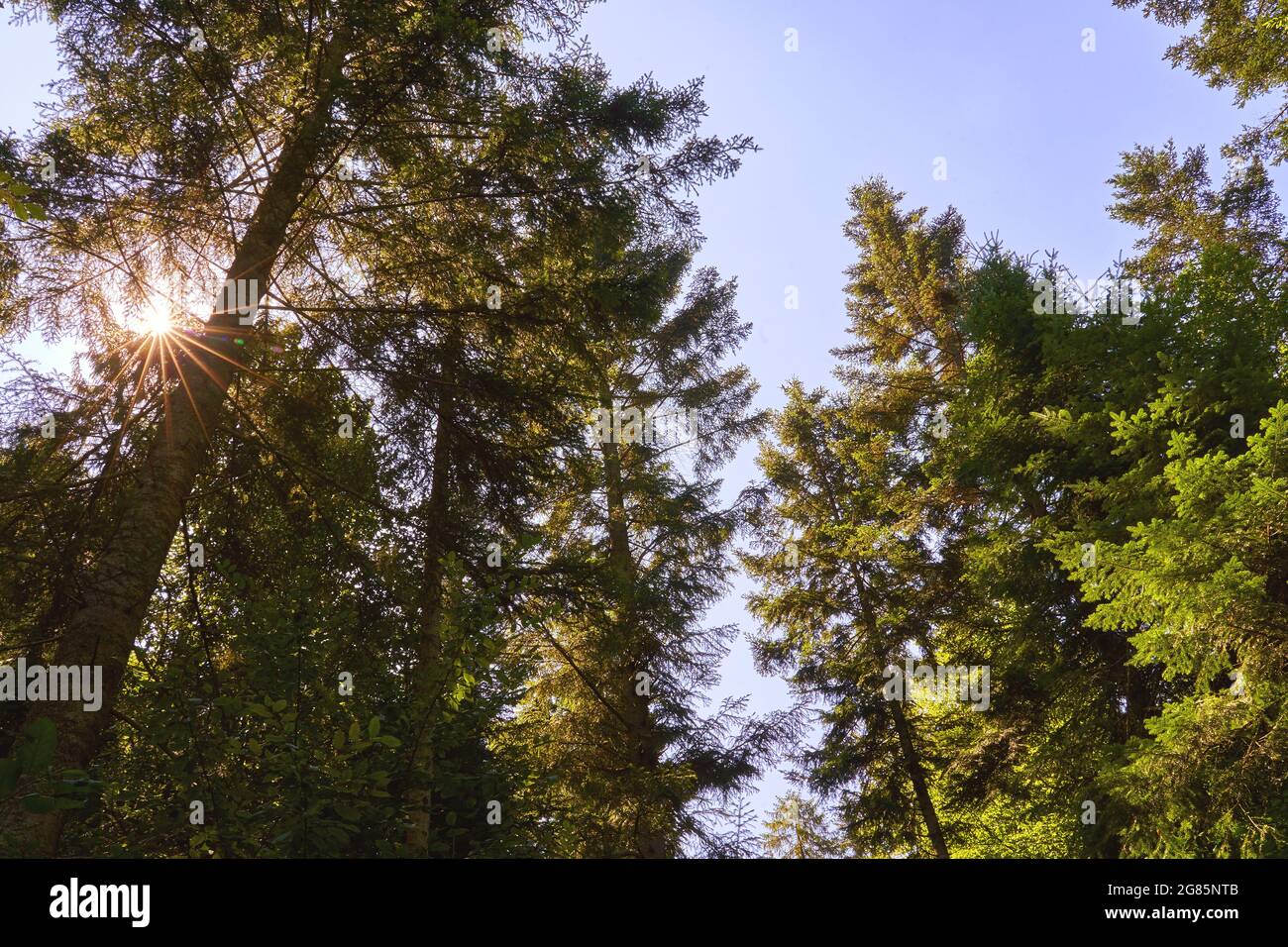 Primary growth forest hi-res stock photography and images - Alamy