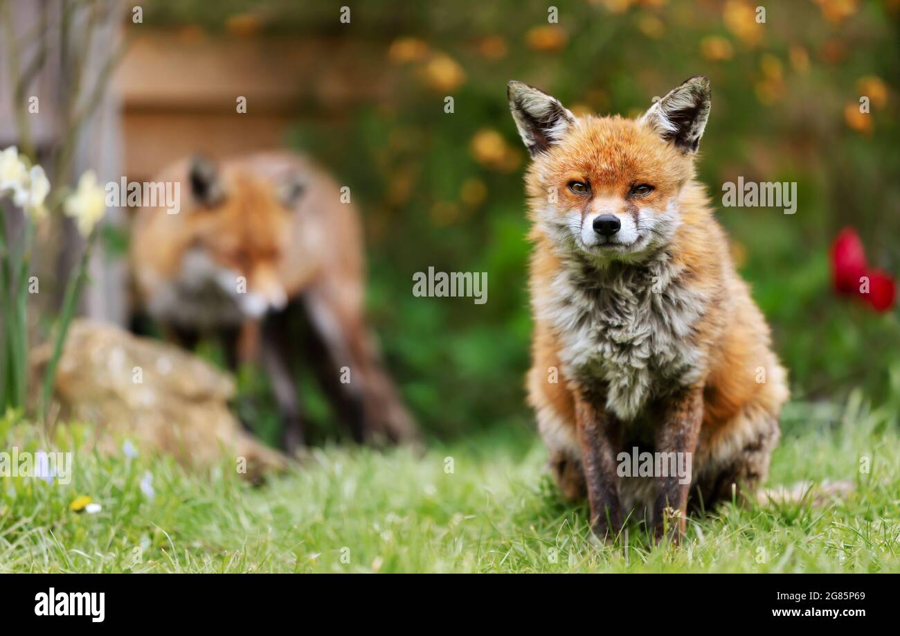 Close up of a Red fox (Vulpes vulpes) sitting in grass, England, UK ...