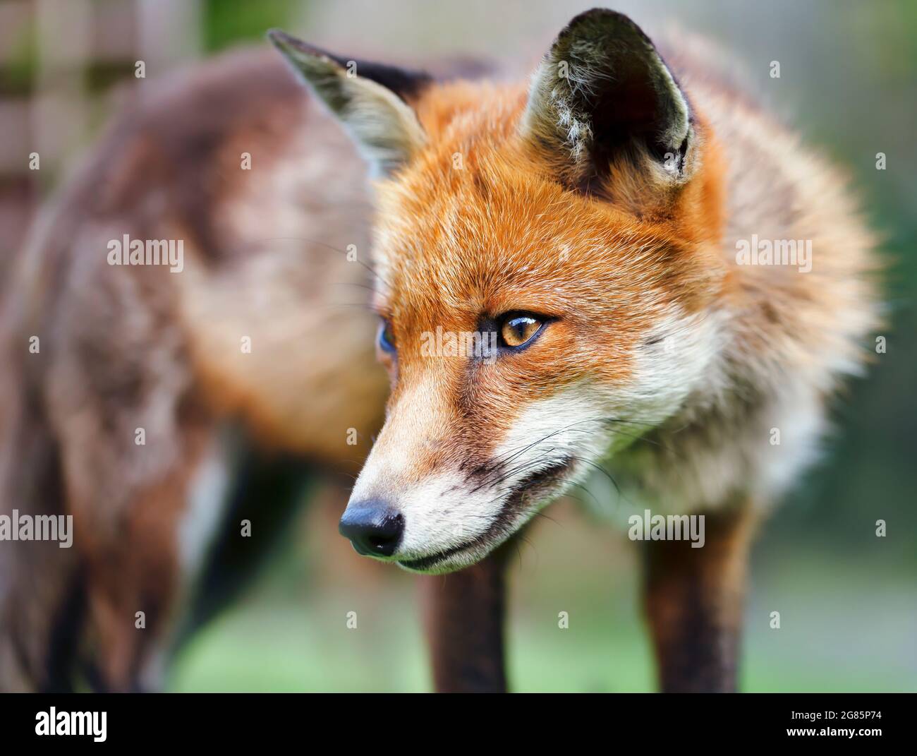 Beautiful Red Fox Eyes