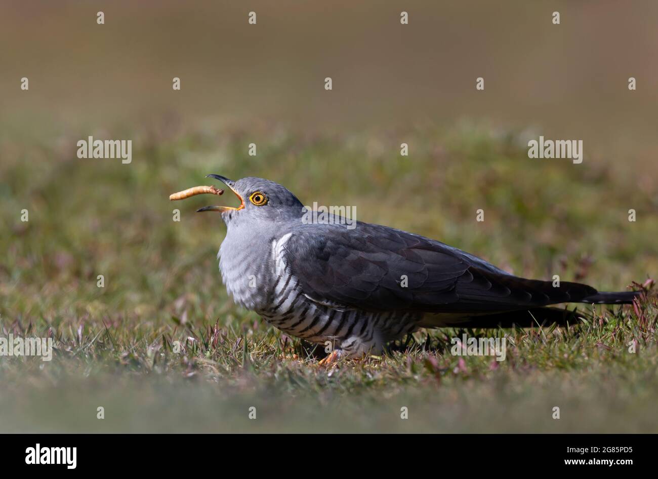 Close up of a Common Cuckoo eating a mealworm, UK Stock Photo - Alamy