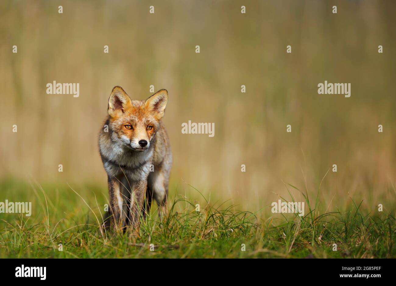 Red fox standing up hi-res stock photography and images - Alamy