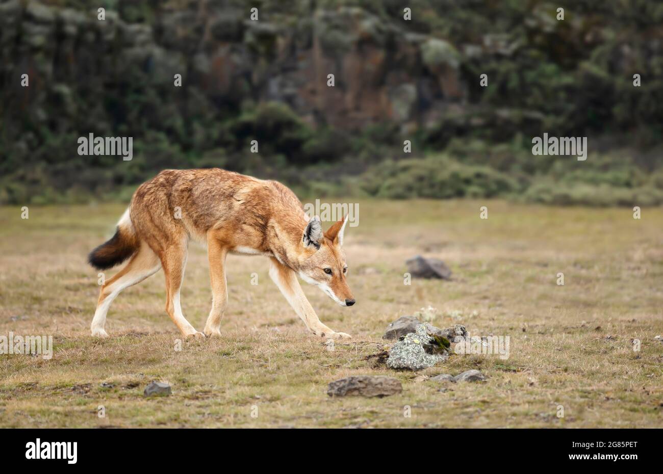 Close up of a rare and endangered Ethiopian wolf (Canis simensis) in ...