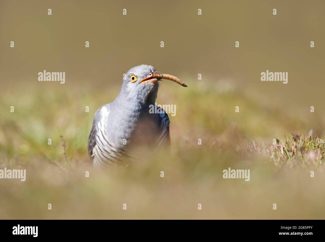 Close up of a Common Cuckoo eating a mealworm, UK Stock Photo - Alamy