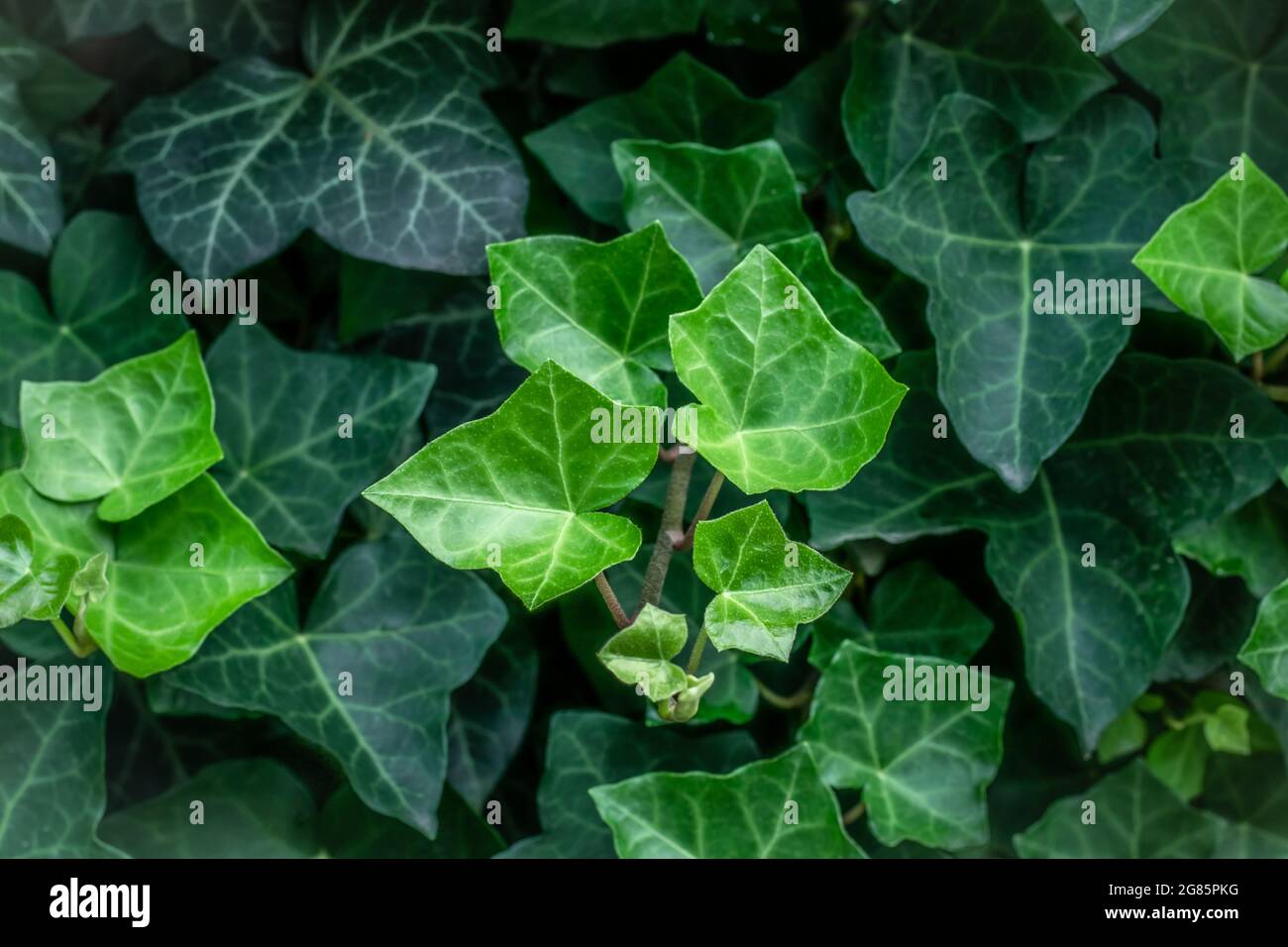 Hedera helix. Evergreen vine, climbing flowering wild plant of the ...