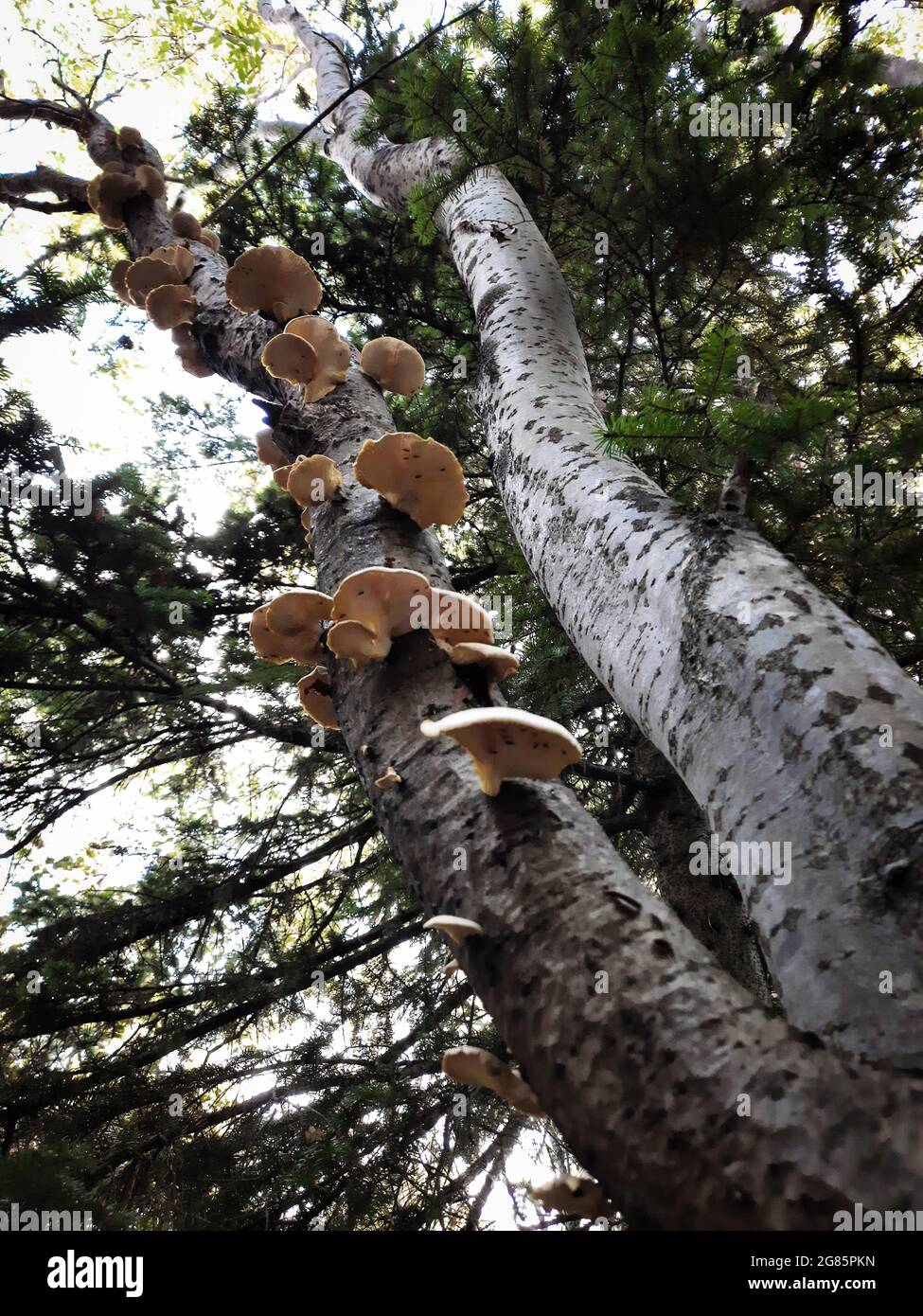 Mushrooms growing on a large tree. Bottom view Stock Photo - Alamy