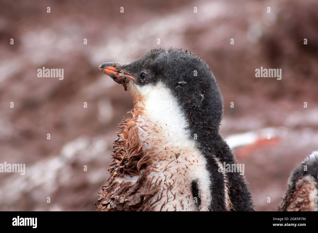Up close penguin observation hi-res stock photography and images - Alamy