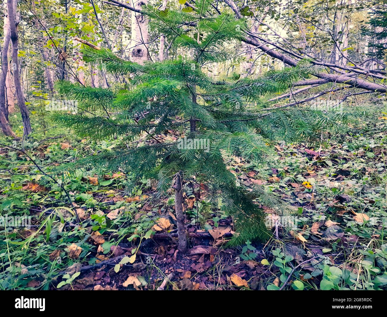 Christmas tree in the forest hi-res stock photography and images - Alamy
