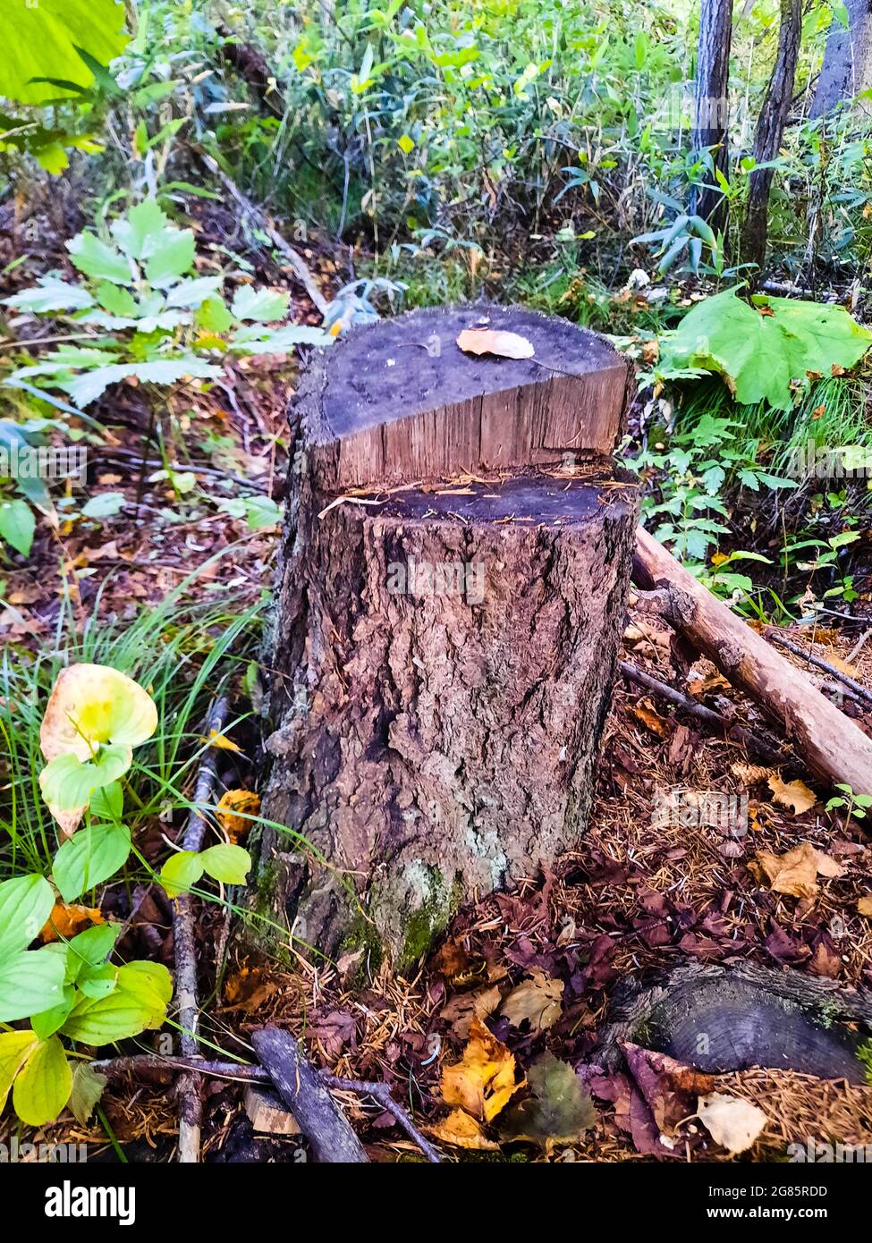 A felled tree in the forest. Cross section of the tree Stock Photo - Alamy