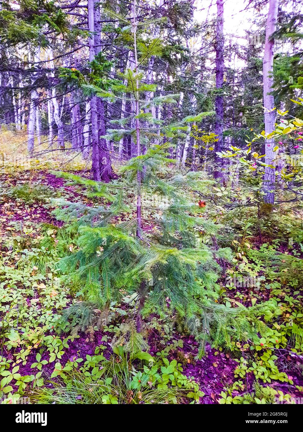 Christmas tree in the forest hi-res stock photography and images - Alamy