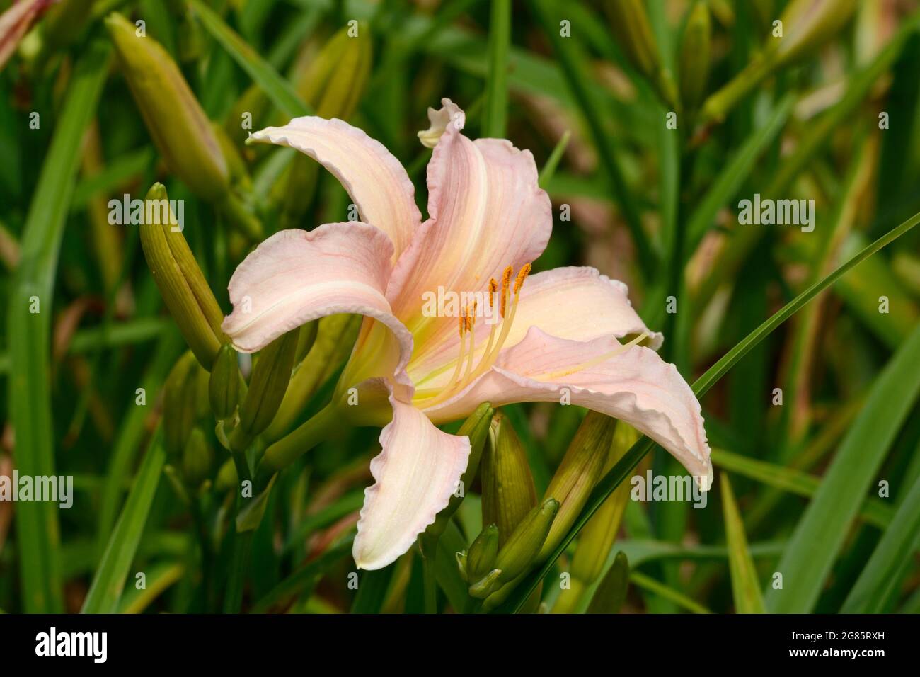 Hemerocallis Luxury Lace Daylily Luxury Lace fragrant and reblooming ...