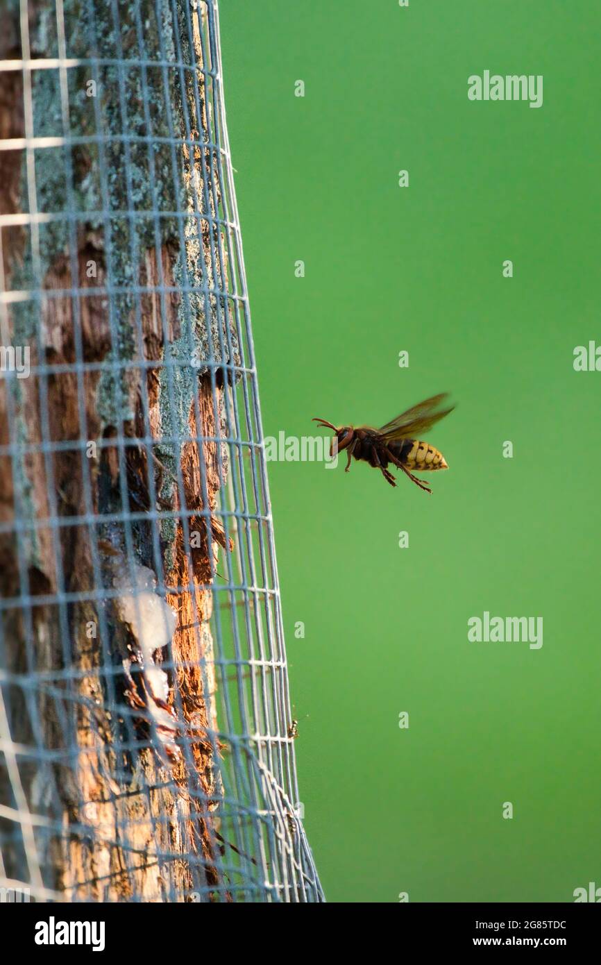 Flying hornet insect hi-res stock photography and images - Alamy
