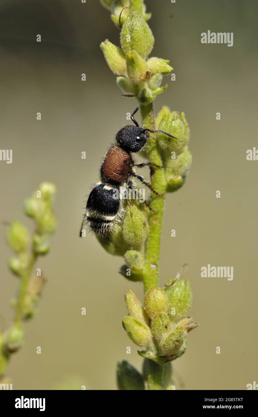Large velvet ant (Mutilla europaea) female in summer Vaucluse ...
