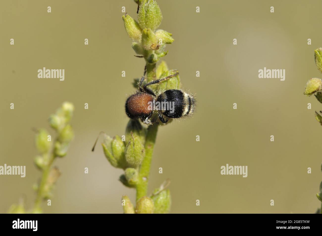Large velvet ant (Mutilla europaea) female in summer Vaucluse ...