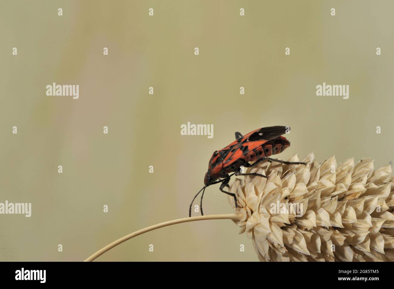 Pistachio red bug - Milkweed bug '(Lygaeus pandurus - Spilostethus ...