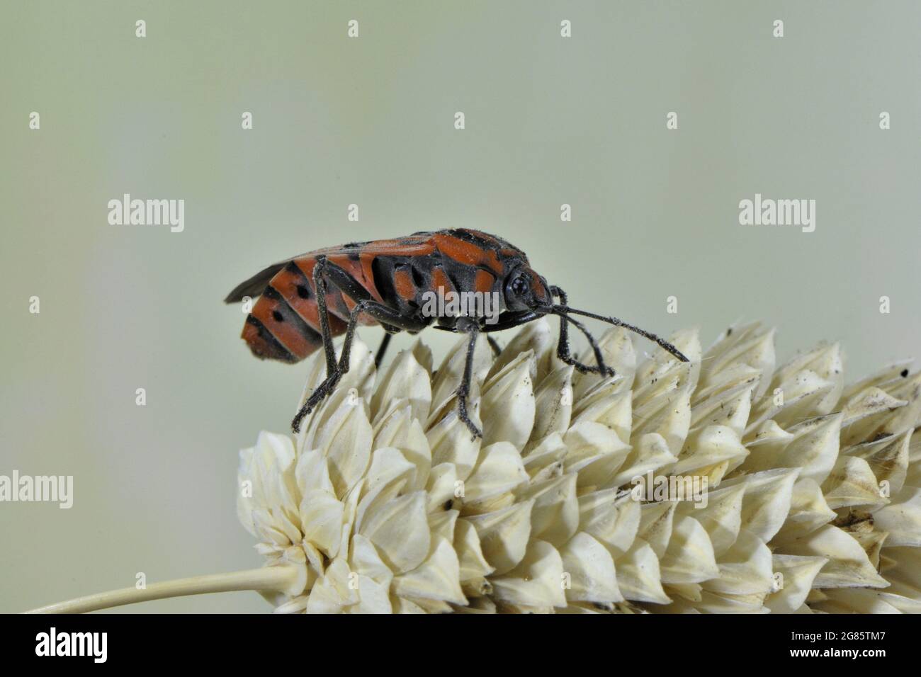 Vauchuse hi-res stock photography and images - Alamy