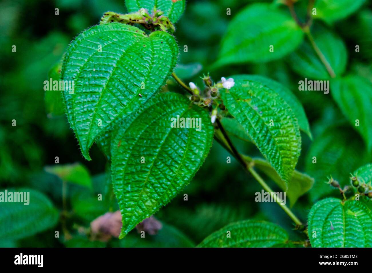 A close look at the plants growing in nature Stock Photo - Alamy