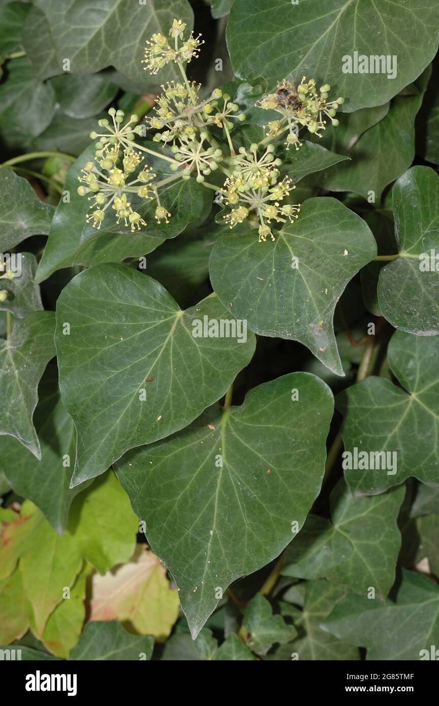 Common Ivy - European Ivay (Hedera helix) flowering in autumn Belgium ...