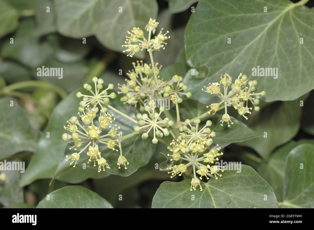 Common Ivy - European Ivay (Hedera helix) flowering in autumn Belgium ...